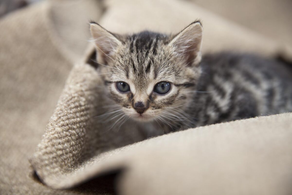 RIPPLE RUG – Snuggly Cat